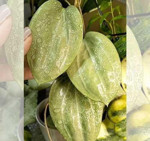 Хойя H. Latifolia (Saravak ) silver