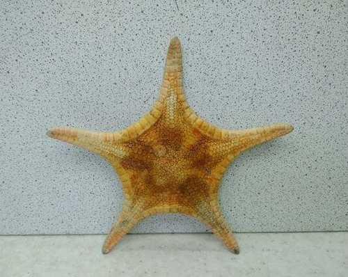 Звезда 9,1 морская ракушка раковина