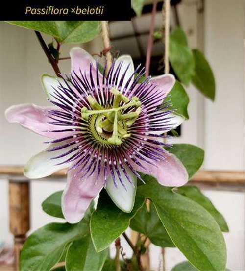 Passiflora belotii