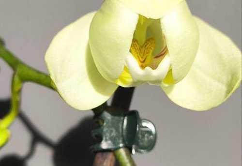 Орхидея фаленопсис Белая