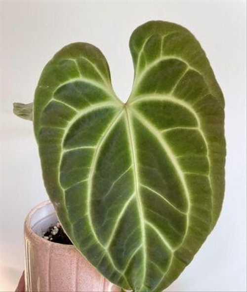 Anthurium besseae aff