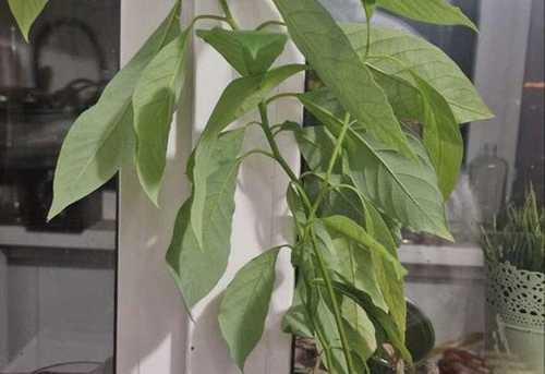 Авокадо растение лимон