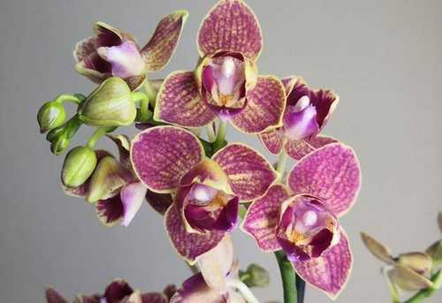 Орхидея пелорик Bowdion