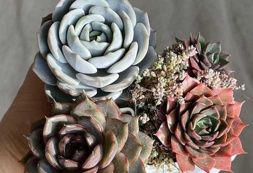 Суккуленты эхеверии разные. Echeveria