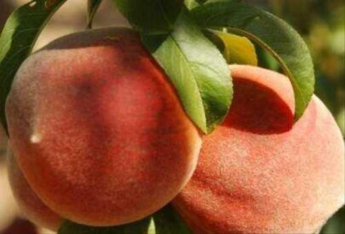 Саженцы - абрикос, персик, черешня и еще многое