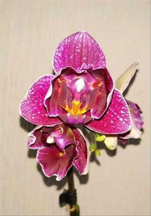 Орхидея фаленопсис Черри Бум тюльпанчик