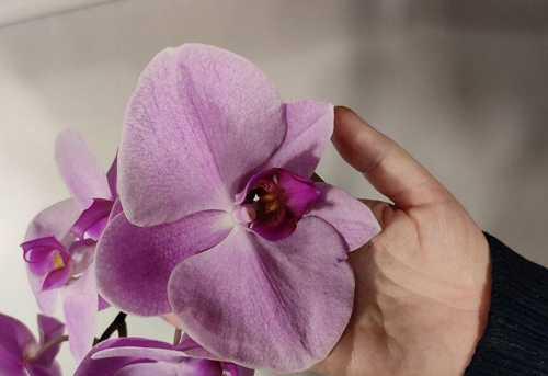 Домашняя цветущая Королевская орхидея фаленопсис