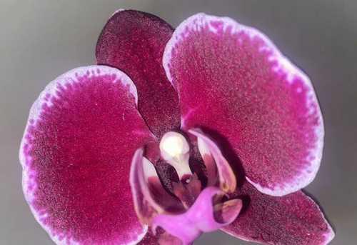 Шикарная Орхидея фаленопсис Montpellier