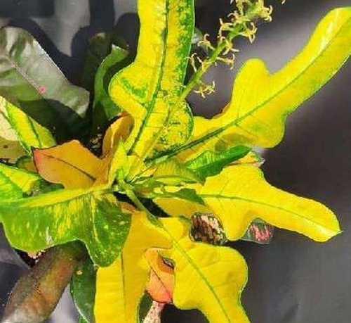 Croton (Codiaeum) Wilma - кротон (кодиеум) Вилма