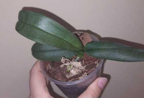Орхидея фаленопсис мукалла