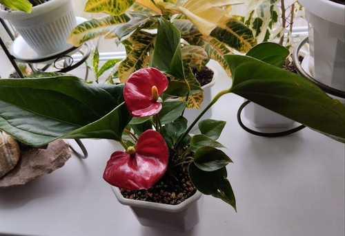 Антуриум красный Растение с фото