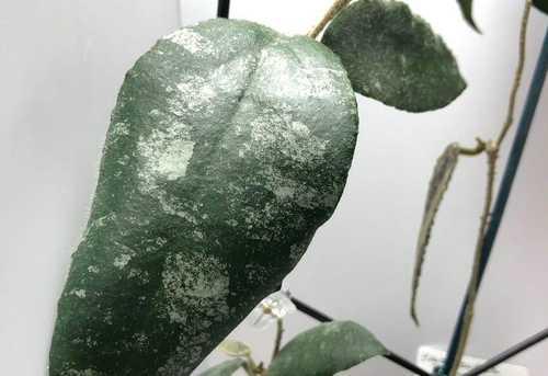 Хойя Каудата Суматра, Hoya Caudata Sumatra