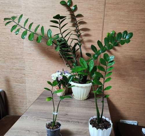 Замиокулькас «Замифолия»/ Zamioculcas «Zamiifolia»