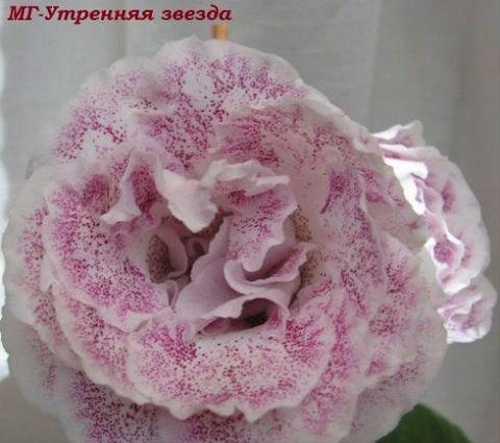 Глоксинии, синнингии, колерии и другие