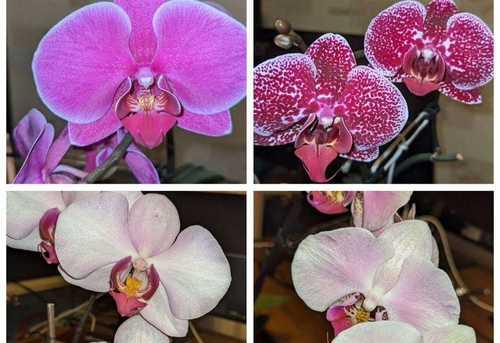 Орхидея фаленопсис цветут