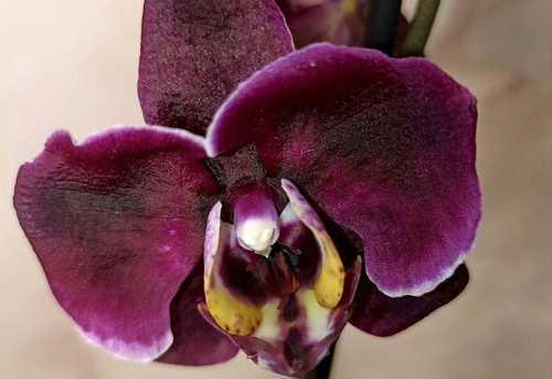 Орхидея фаленопсис бархатная Бордовая