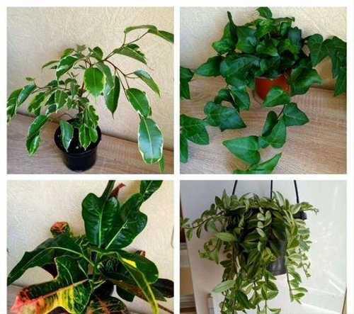Комнатные растения, разные