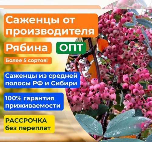 Саженцы рябины. Опт с доставкой по РФ