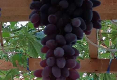 Двухлетние саженцы винограда