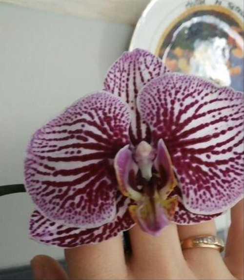 Орхидея фаленопсис отцвела(Black Stripes)