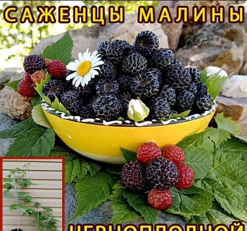 Малина черная Кумберленд