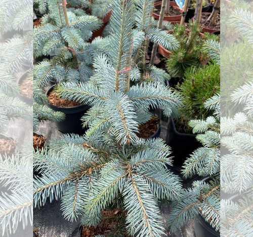 Ель колючая Хупси (Picea pungens Hoopsii)