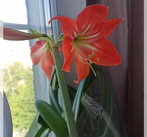 Гиппеаструм амариллис молодые луковицы