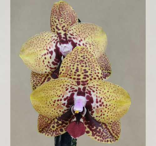 Орхидея фаленопсис