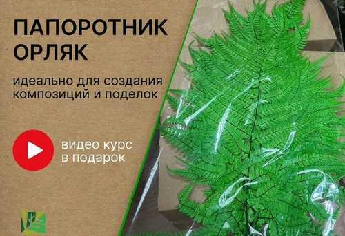 Стабилизированные растения Папоротник Орляк арт. 5