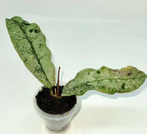 Hoya mitrata silver (хойя Митрата сильвер)