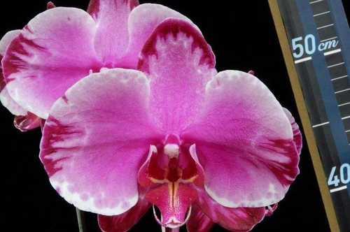 Орхидея фаленопсис JC298