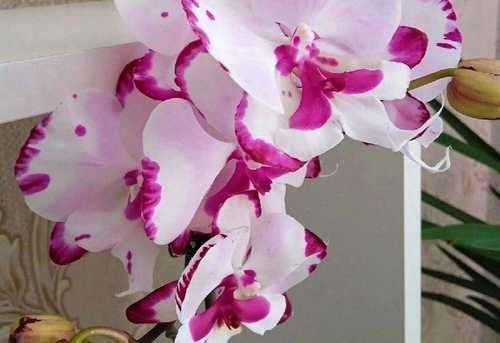 Взрослые орхидеи, готовые к цветению (размер 2,5)