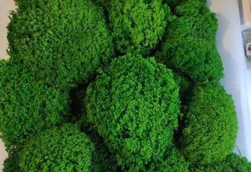 Вечно зеленый мох для интерьера рейка спилы