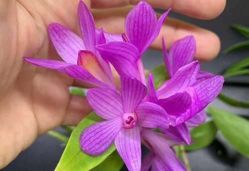 Орхидея Dendrobium victoria-reginae x glomeratum