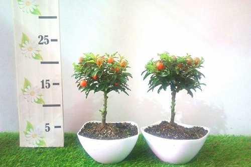Карликовое дерево Солянум (Solnum)