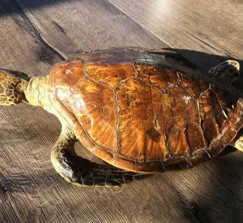 Чучело морской черепахи 40 см