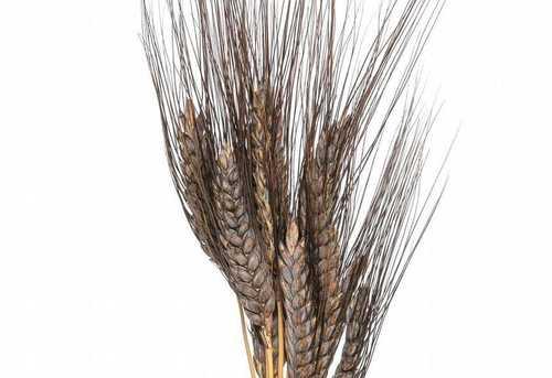Пшеница Черная сухоцвет (1 колосок)