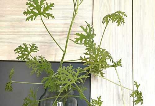 Пеларгония душистая (Pelargonium graveolens)