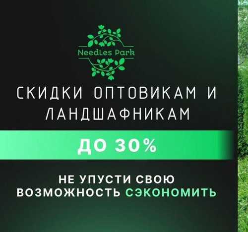 Туя,Туи Колумна, Брабант 1,8 м