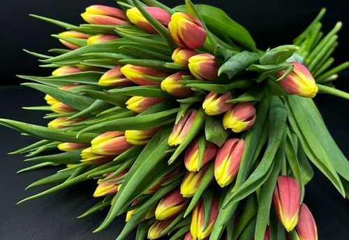 Крупные тюльпаны разные цвета от 25 шт