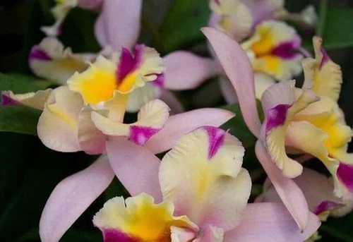 Для орхидеи кора