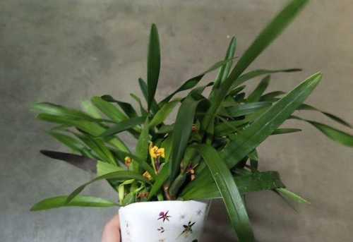 Максиллярия Вариабилис орхидея