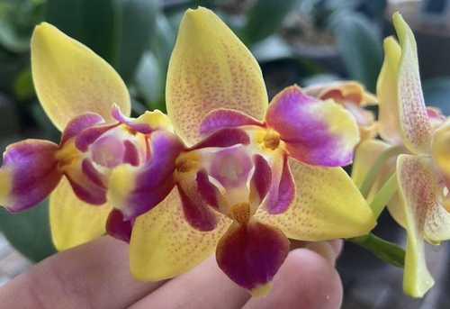 Орхидея трилипс сказка желтая