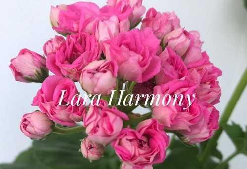 Розебудная пеларгония Lara Harmony