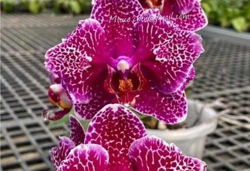 Орхидея Victoria’s Lace и Бабочка от Mainshow