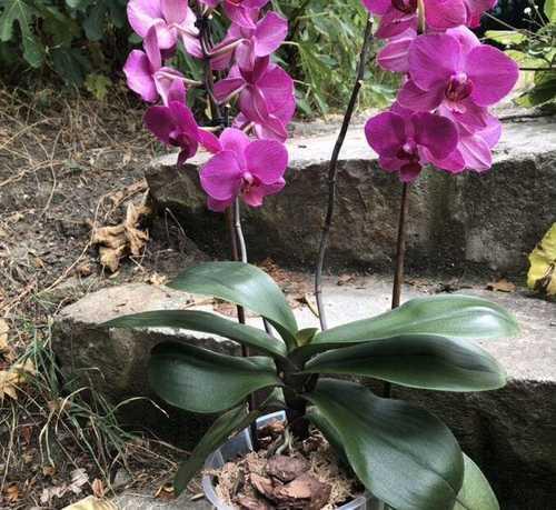 Орхидея фаленопсис Phalaenopsis Pavarotti