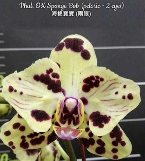 Орхидея Спанч боб бабочка