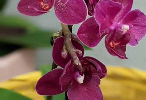 Орхидея бабочка "Госпожа удача"