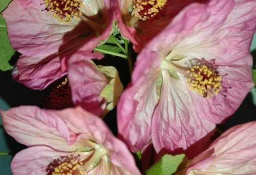 Абутилон ат- Белодонна