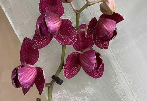 Орхидея фаленопсис пелор Кимоно